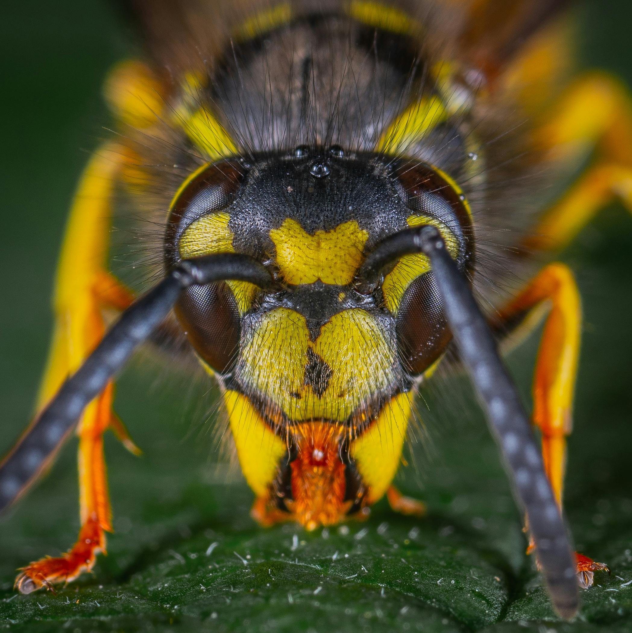 Identify Wasp Nest: Shape, Size, and Material Differences – Blog